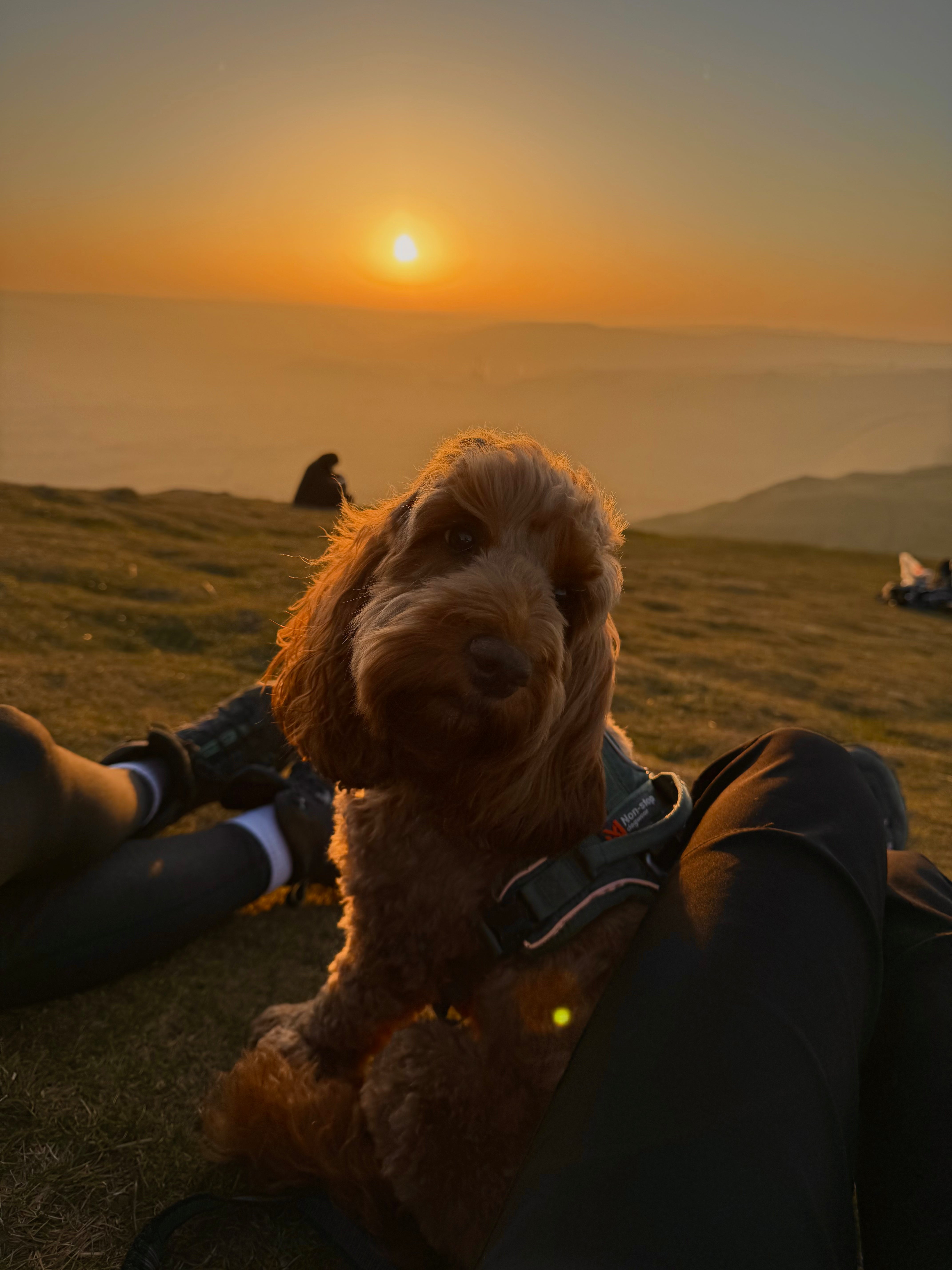 Non-stop Dogwear UK Stockist | Wiggle and Wag